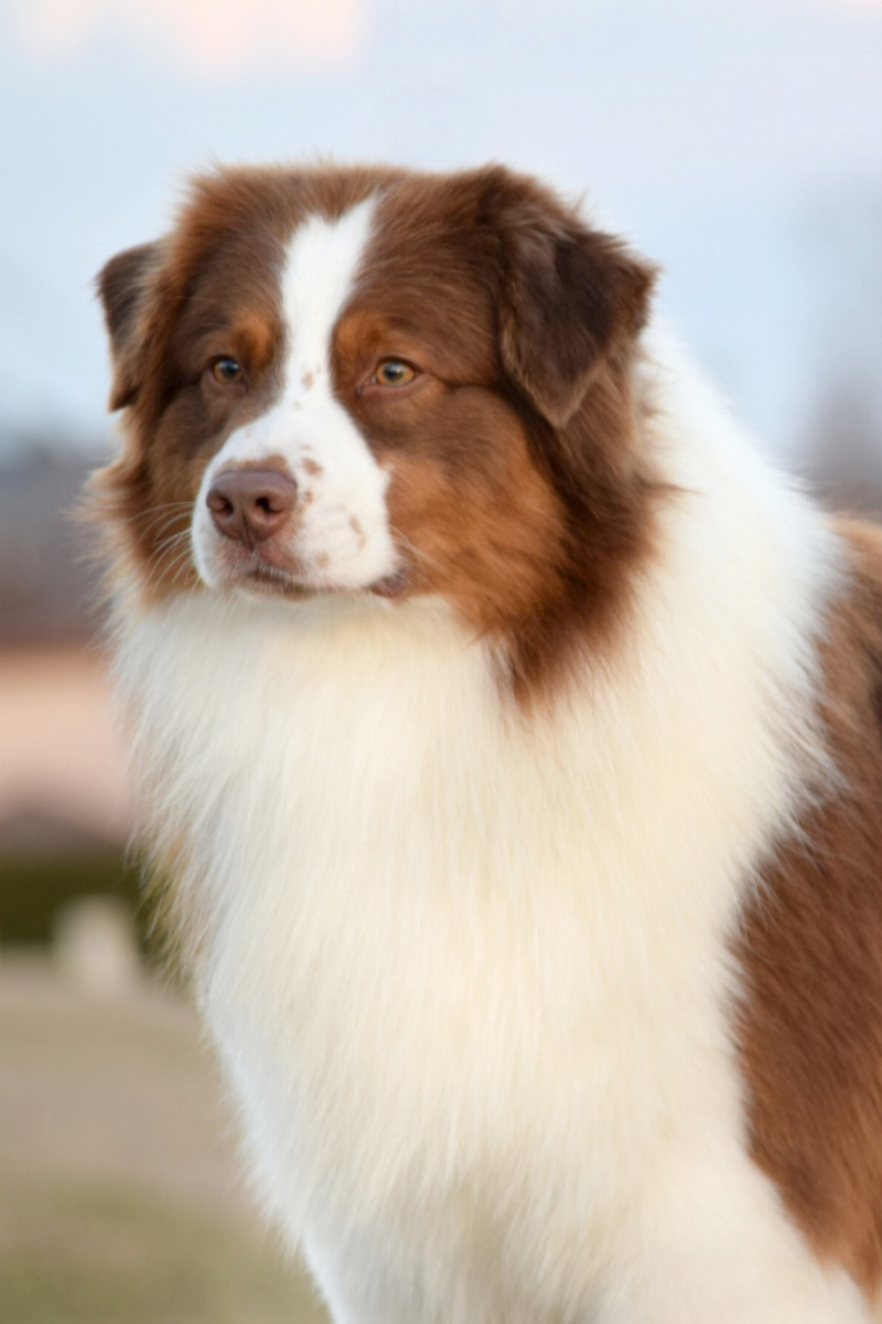 CH Risingstar's What Legends are Made of "Arthur" - Yellowstone ...