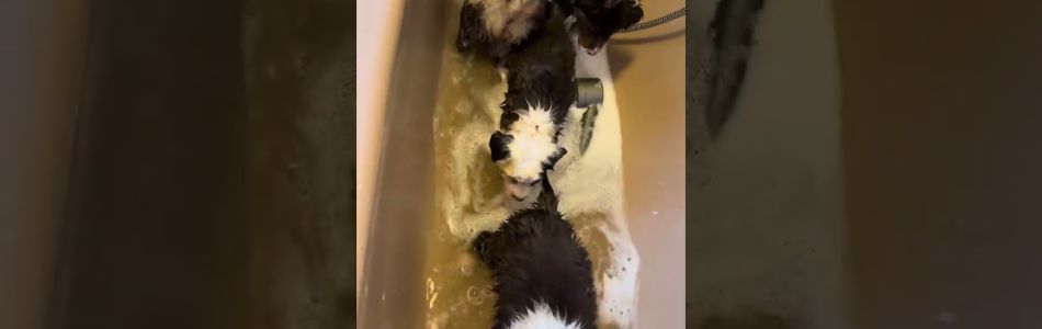 Lotte & Roko: Splish Splash Badewanne - Yellowstone Australian Shepherds