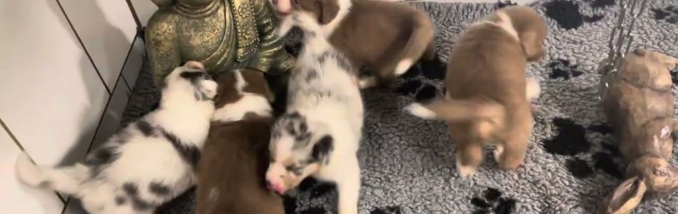 Lucy & Fynn: Statuen - Yellowstone Australian Shepherds