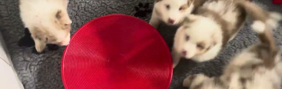 Rosy & Fynn: Wackelbrett - Yellowstone Australian Shepherds