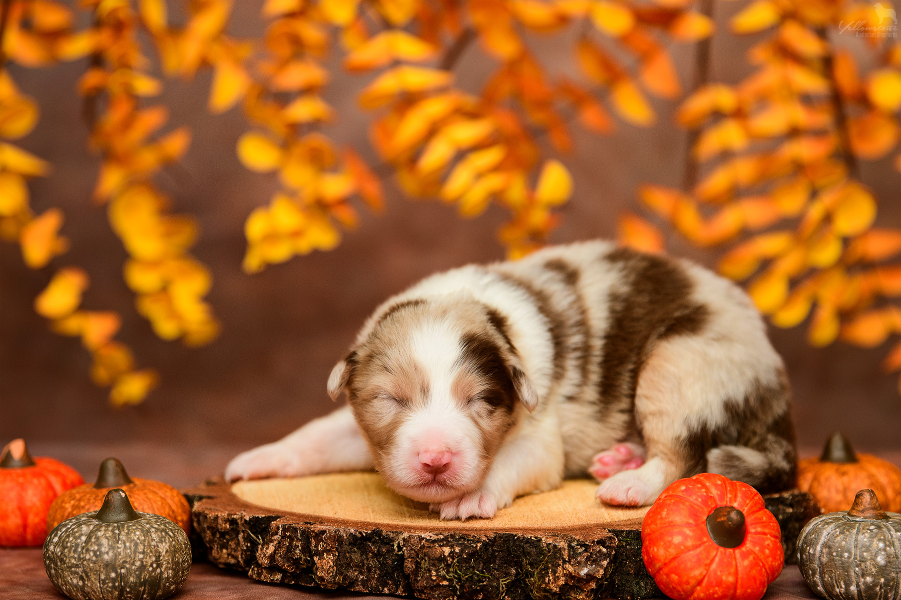 Rosy & Fynn Welpen: Neue Fotos - Yellowstone Australian Shepherds