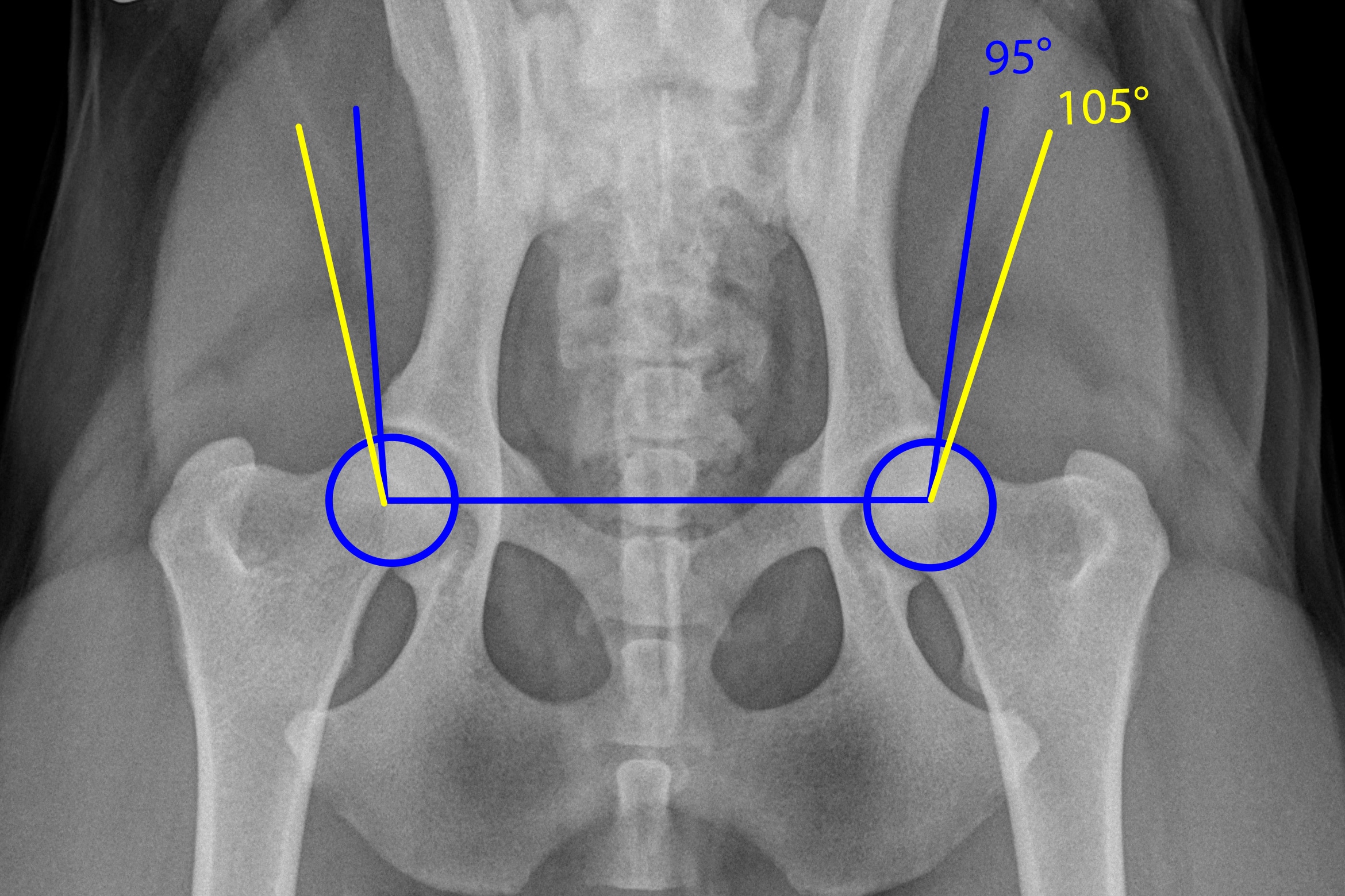 HD - Hüftgelenksdysplasie - Yellowstone Australian Shepherds