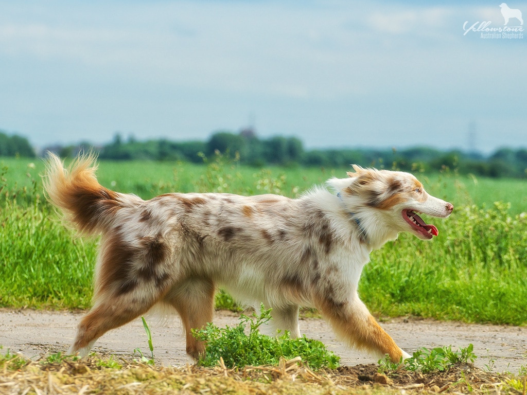 Brachyurie - Natural Bobtail (NBT) - Yellowstone Australian Shepherds