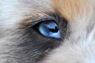 Iris Kolobom / Hypoplasia Iris - Yellowstone Australian Shepherds